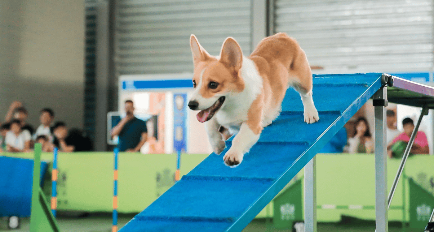 Bark and Field: The Thrilling World of Dog Olympic Games - petsandvet.com