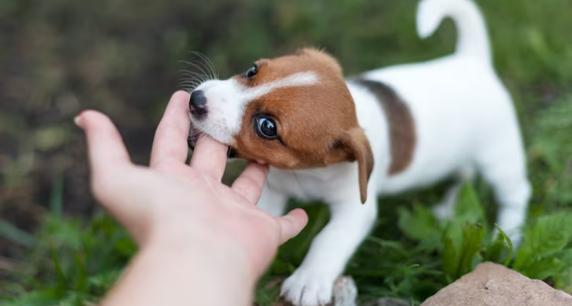 How to Puppy-Proof Your Home: A Step-by-Step Guide